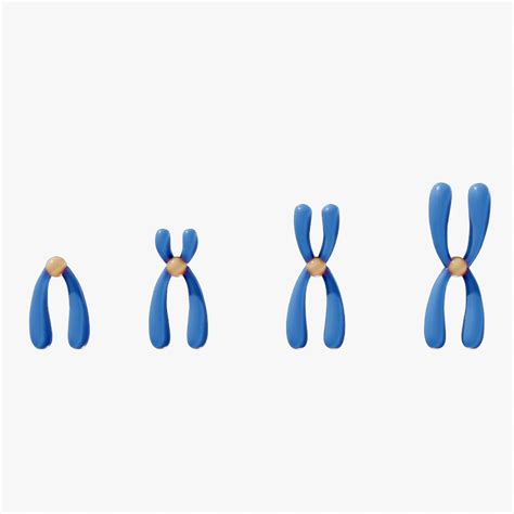 Types Of Chromosomes 3d Model