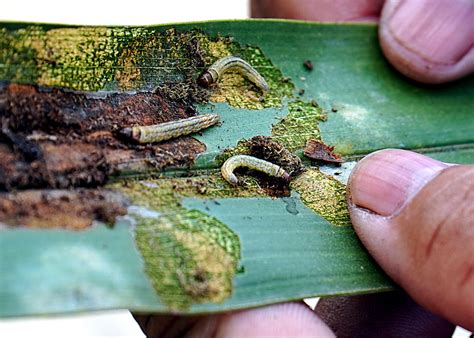 Vietnams Ben Tre Releases 285 Million Wasps To Fight Coconut Black