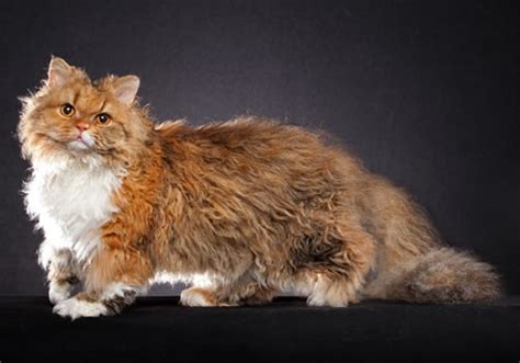 Japanese Bobtail Tica The International Cat Association