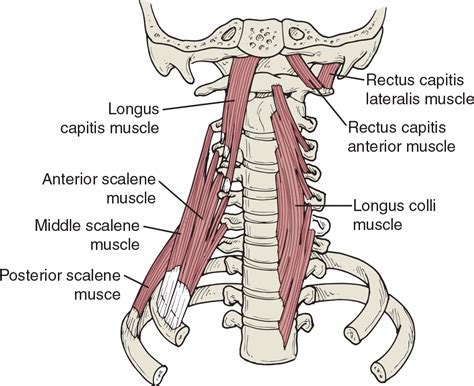 Výsledek Obrázku Pro Musculus Longus Colli Anatomy Body Diagram