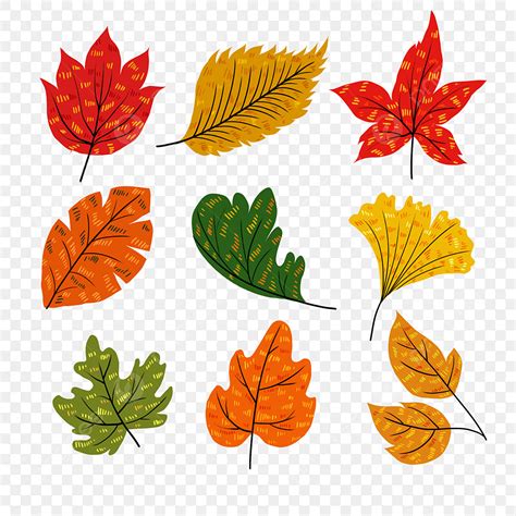 프레임에 가을 일러스트 그림 가을 식물 낙엽 Png 일러스트 및 Psd 이미지 무료 다운로드 Pngtree