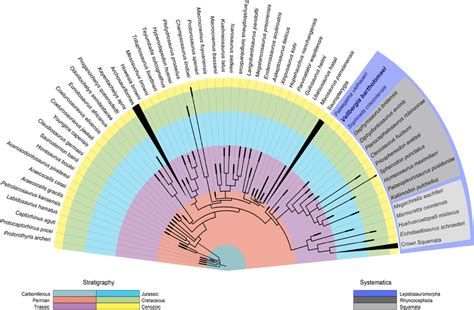 Time Scaled Phylogeny Depicting The Relationships Of Vellbergia Based