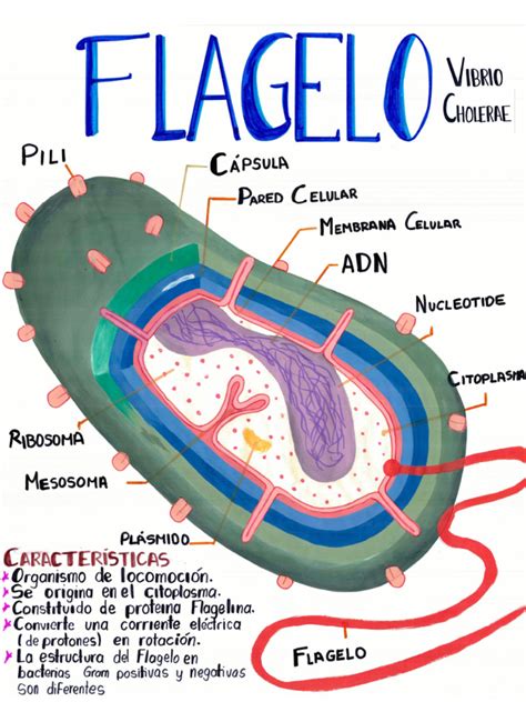 Flagelo Pdf