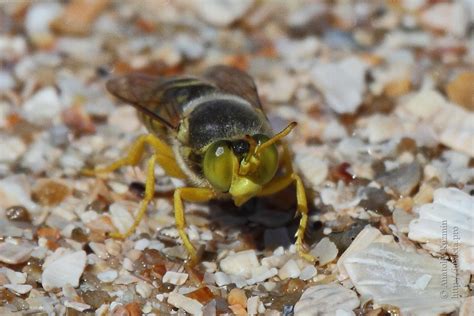 Photo 88795 Bembix Rostrata