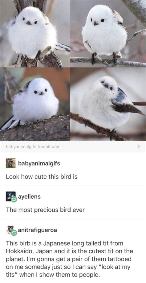 Abirdperson Abird Person Profile Pinterest