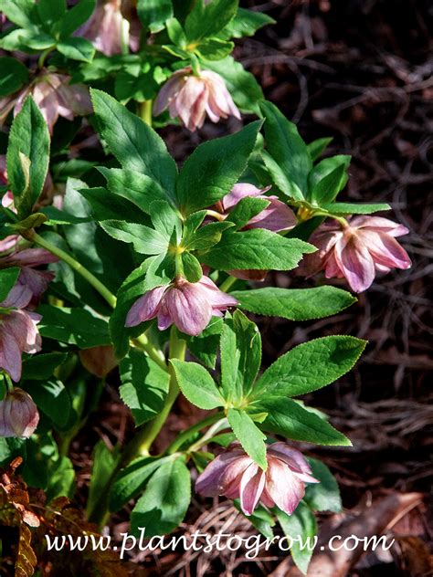 Pink Lady Lenten Rose Hellebore Is A Semi Evergreen Clump Forming