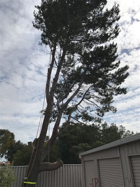 Tree Removal Services Perth Your Trees Our Passion TreeLine Perth