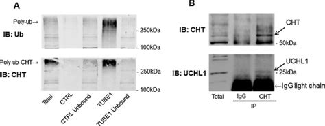 Tube Pull Down And Cht Ip Pull Down A Tube Pull Down Western Blot