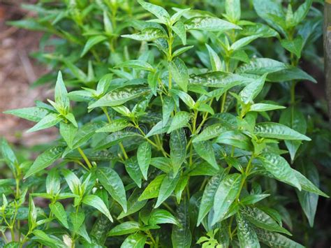 Thai Herbs King Of Bitter Scientific Name Andrographis Paniculate Burm