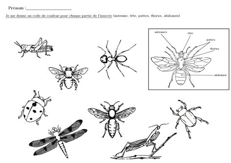 Les Différentes Parties Des Insectes à Colorier Insectes Fiches
