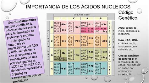 Los Cidos Nucleicos Las Instrucciones De La Vida
