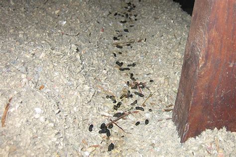 Rat Feces In The Attic How To Identify And Clean Droppings Poop Of Rats