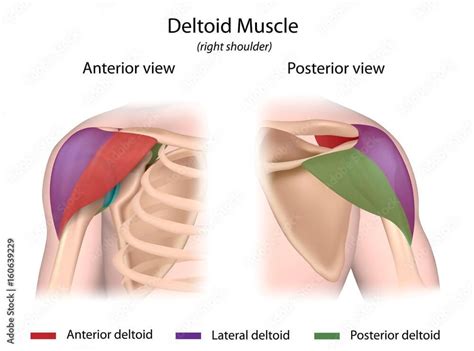 Exercises To Strengthen Your Anterior Deltoid P Rehab