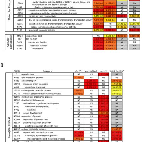 Mitochondrial Dna Quantification Percent Increase In Total