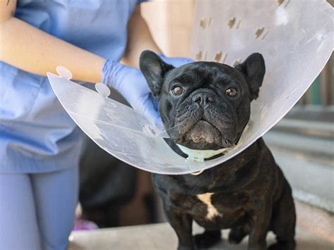 Tipos De Esterilización Mascotas