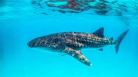 Whale Sharks Facts Threat And Conservation Ifaw