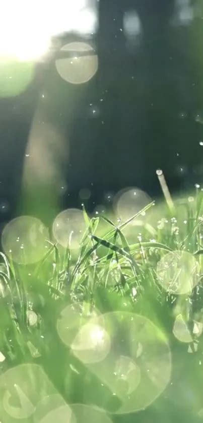 Green Bokeh Grass Wallpaper Free Download