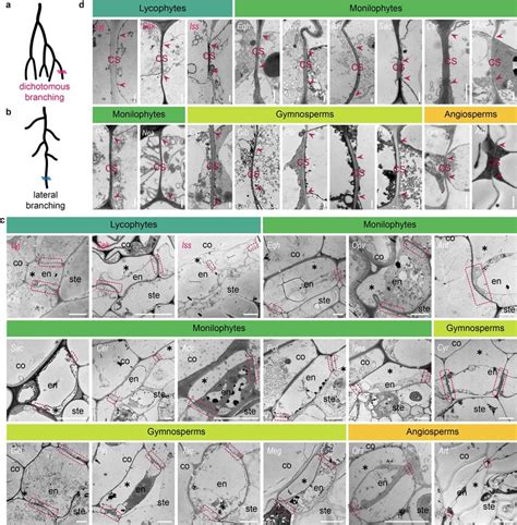 Representative Transmission Electron Microscopy Pictures Of Endodermal Download Scientific