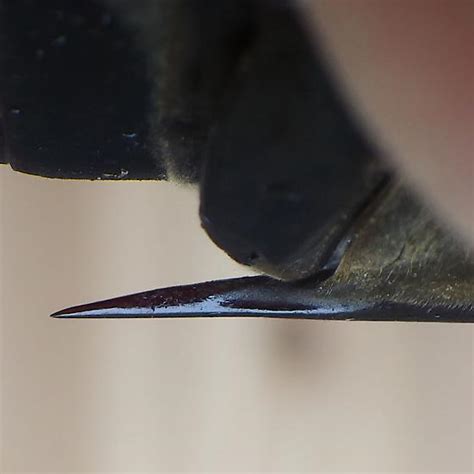 Hydrophilidae Hydrophilus Triangularis Hydrophilus Triangularis