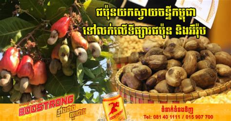 មន្ទីរកសិកម្មខេត្តព្រះវិហារ ស្នើឱ្យសហគមន៍កសិកម្មទាំង ១២ដាំស្វាយចន្ទី