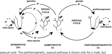 Ectocarpus Life Cycle