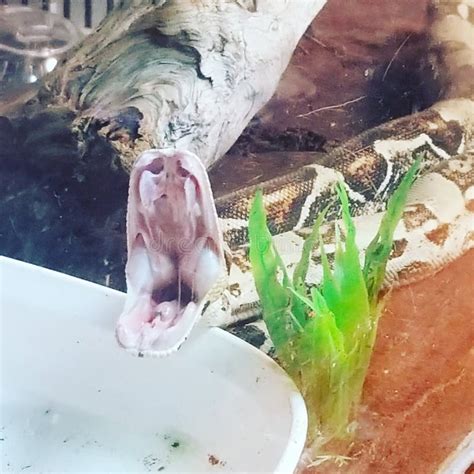 Cute Ball Python Yawn