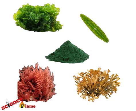 الطحالب، أنواعها وخصائصها Science Flame