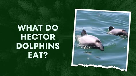 What Do Hector Dolphins Eat Unveiling The Culinary Secrets