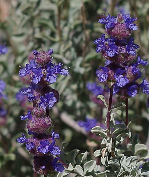 Sage Plant With Purple Flowers At Cheryl Lee Blog