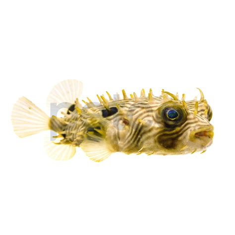 Spiny Box Puffer Fish