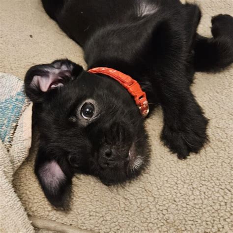 Cockapoo Puppies For Sale In The Uk Uk