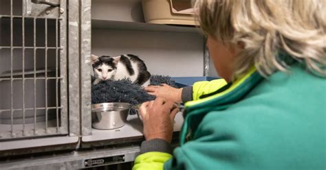 Jonge Poes Vermoedelijk Te Vondeling Gelegd In Hal Van Supermarkt