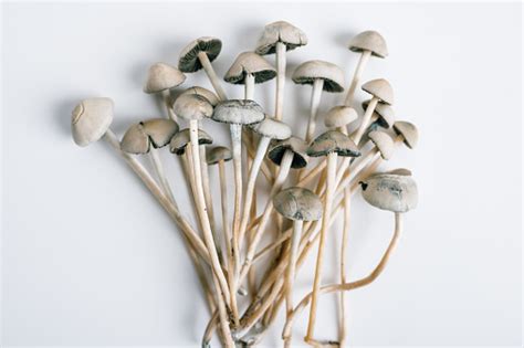 Jamur Psilocybin Foto Stok Unduh Gambar Sekarang Psilocybe Jamur