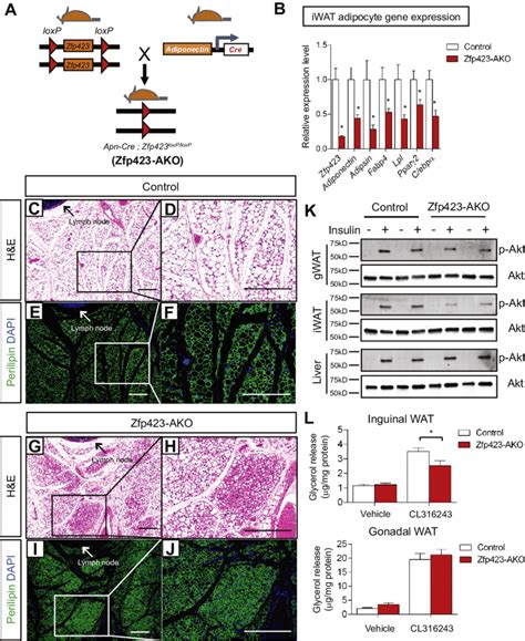 Inguinal Adipose Tissue Development Is Impaired In Adiponectin Cre