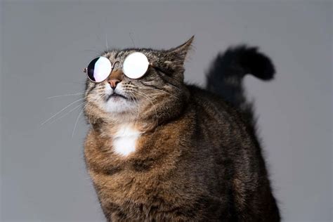 Cute Cat Sunglasses Meme