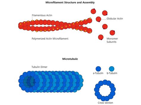 From Image To Results High Content Screen For Cytoskeleton Regulation
