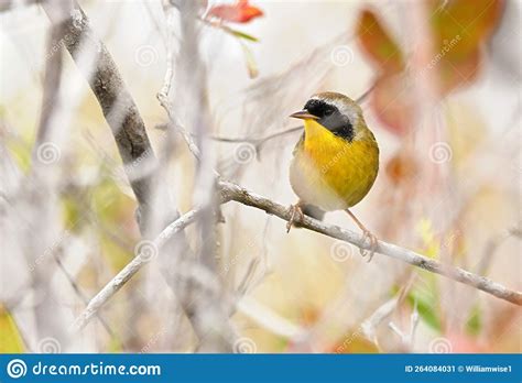 Common Yellowthroat Warbler Bird Okefenokee Swamp National Wildlife