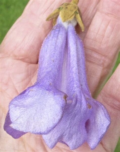 Foxglove Tree Tree Guide Uk Foxglove Tree Identification