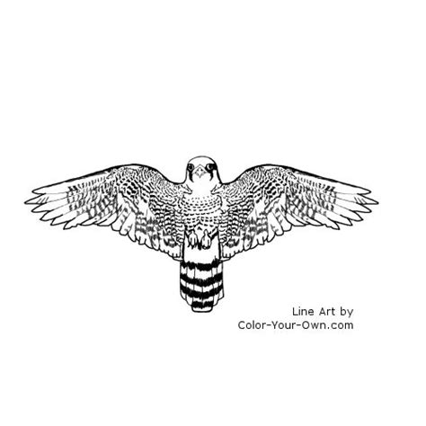 Peregrine Falcon Coloring Page