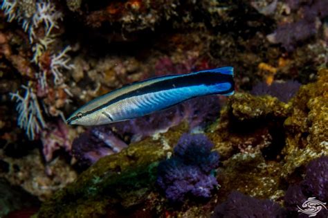 What Is A Cleaner Wrasse At Julia Kromer Blog