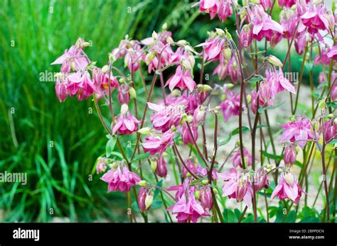 Aquilegia Pink In Spring Garden Pink Flowers Of Aquilegia In Natural