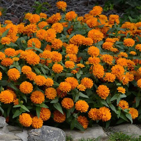 Zinnia Marylandica Zahara Double Orange Bright Seeds