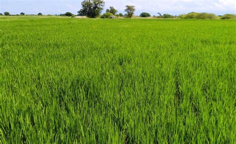 ဝမ်းတွင်းမြို့နယ် နတ်နန်းကွင်း၌ စိုက်ပျိုးထားသော မိုးစပါးများအောင်မြင်ဖ