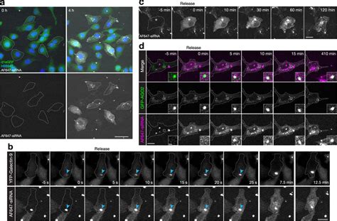 Detecting Cytosolic Delivery Of Sirna During Sub Nanomolar Sirna Download Scientific Diagram
