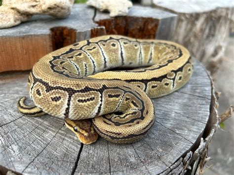 Chocolate Spotnose Pinstripe Het Clown Ball Python By Lmc Reptiles