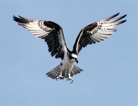Osprey Vs Eagle Key Differences And Ultimate Comparison Guide