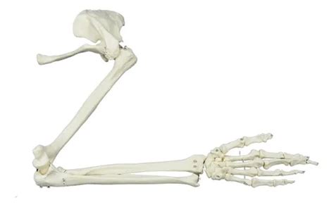 Modelo De Esqueleto De Brazo Modelo Anatómico De Brazo Est Cuotas