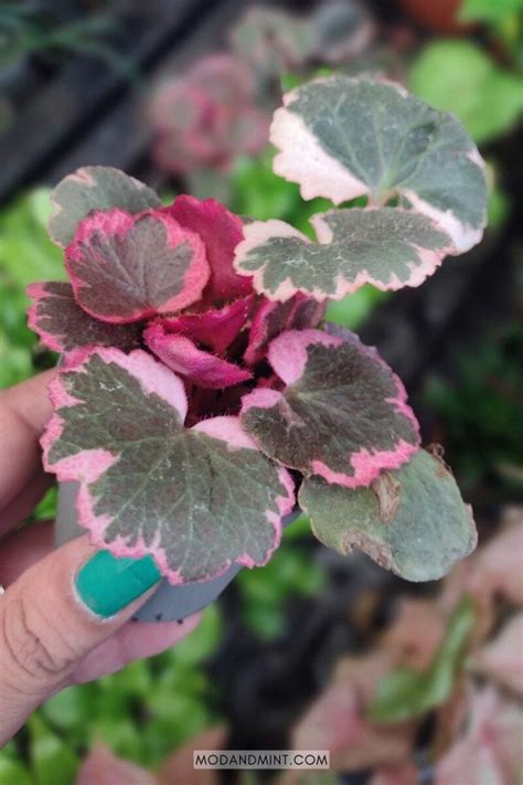 Strawberry Begonia Care Guide Saxifraga Stolonifera