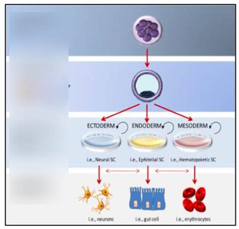 Diagram Of Art 2 Embryo Transfer Stem Cells And Cloning Cell