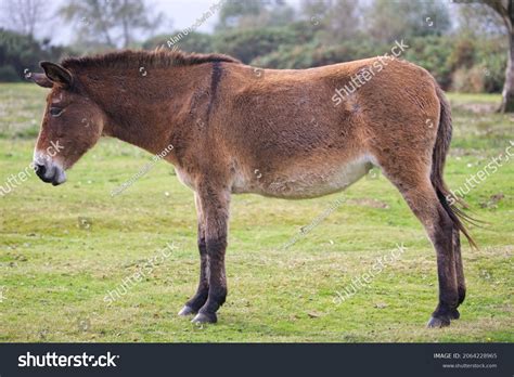 Difference Between Mule And Hinny